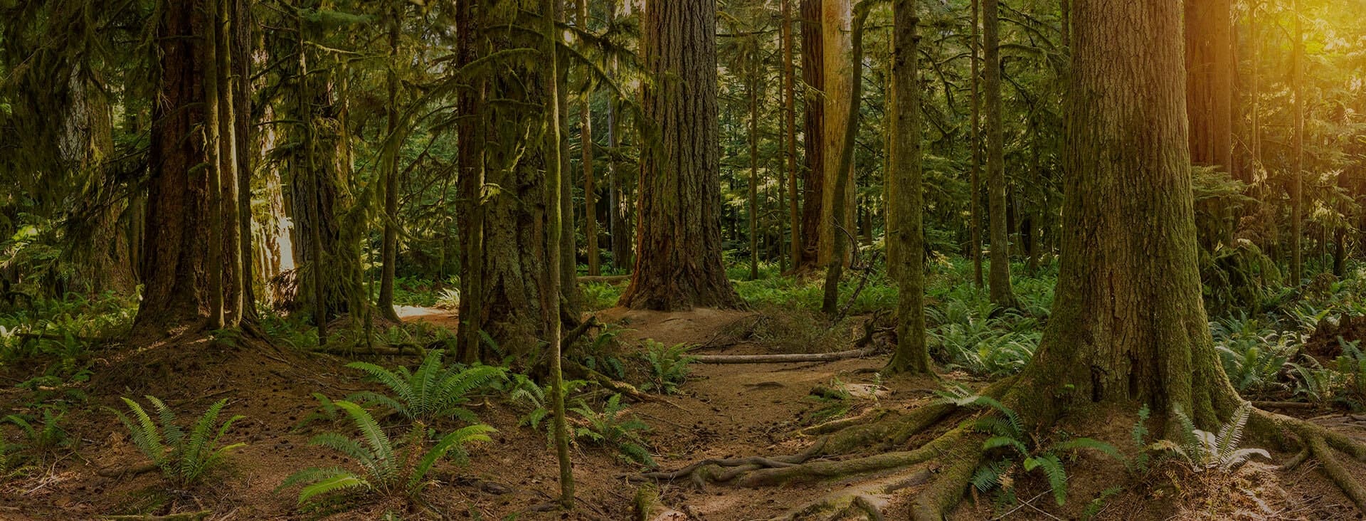 Premium North American Western Red Cedar | Big Timber Structures